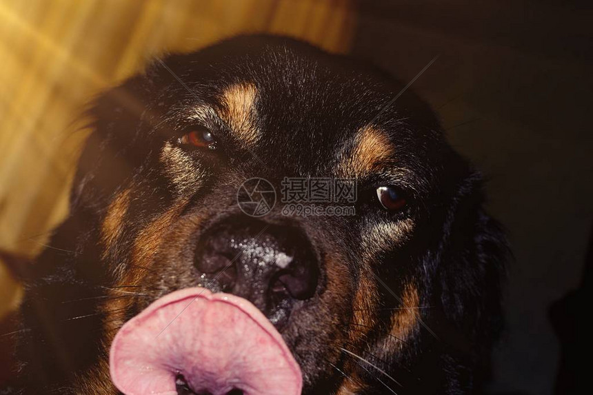 狗品种罗威纳犬的形象高清图片下载-正版图片505954712-摄图网