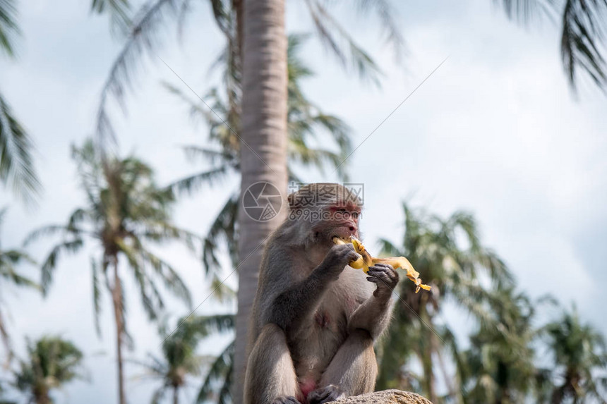 猴子在树上吃香蕉高清图片下载-正版图片505963864-摄图网
