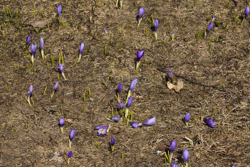 保加利亚中巴尔干公园StaraPlanina山Triglavmas高清图片下载-正版图片505970327-摄图网