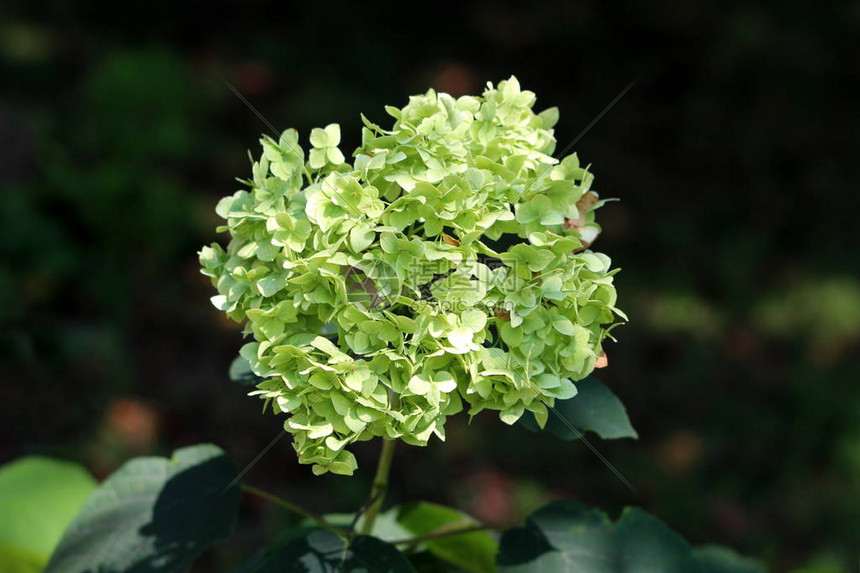 Hydrangea或Hortensia花园灌木丛高清图片下载-正版图片505975339-摄图网