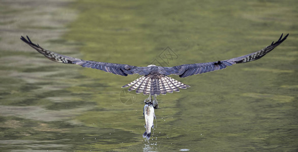 斯佩里图片_斯佩里素材_斯佩里高清图片_摄图网图片下载