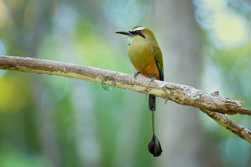 superciliosa也称为Torogoz高清图片下载-正版图片505993202-摄图网