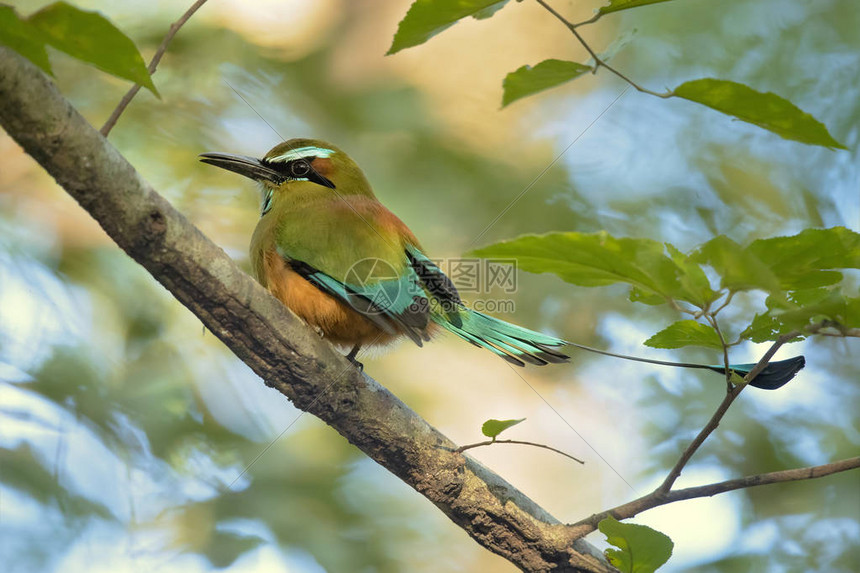 superciliosa也称为Torogoz高清图片下载-正版图片505993205-摄图网