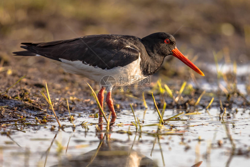 PiedOyster抓捕者Heematopusostralegus在河岸上游高清图片下载-正版图片506001659-摄图网
