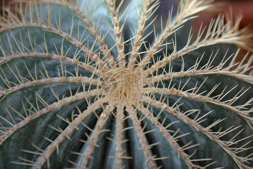 Cactus常年开花植物家族稀有的高清图片下载-正版图片506034724-摄图网