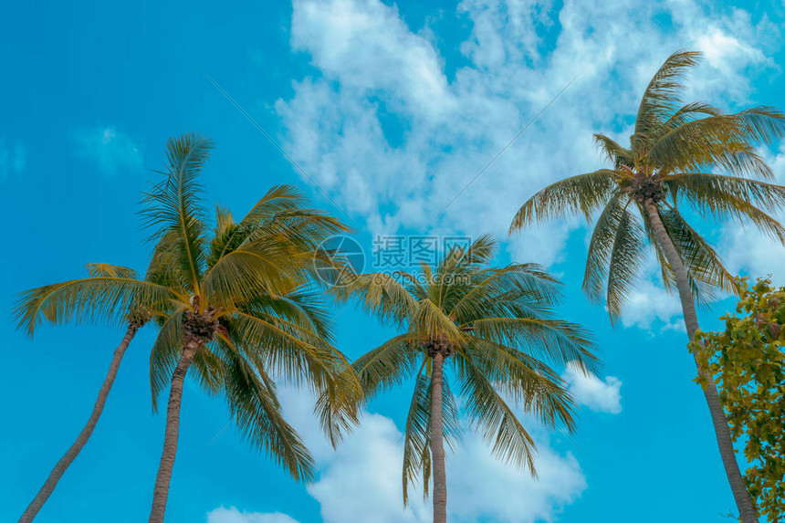 夏季节假日蓝天和沙滩椰子树的背景情况高清图片下载 正版图片506036493 摄图网