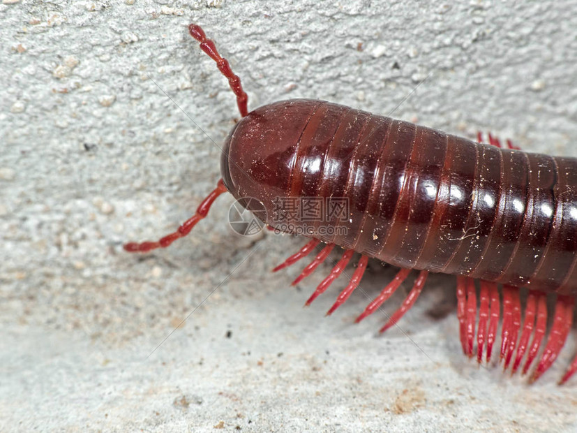 地上千足虫的微距摄影高清图片下载-正版图片506041602-摄图网