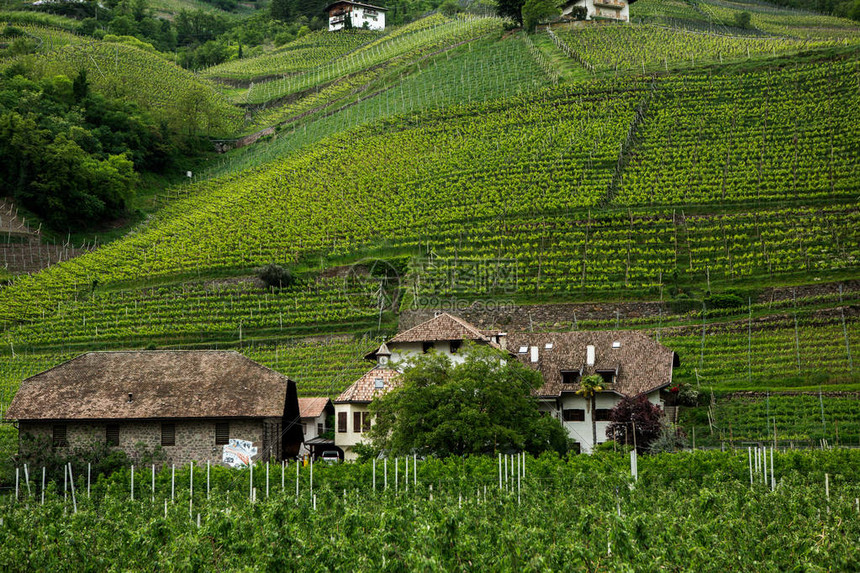 意大利的葡萄园景观与绿色葡萄园的春天风景意大利风景与高清图片下载-正版图片506043618-摄图网