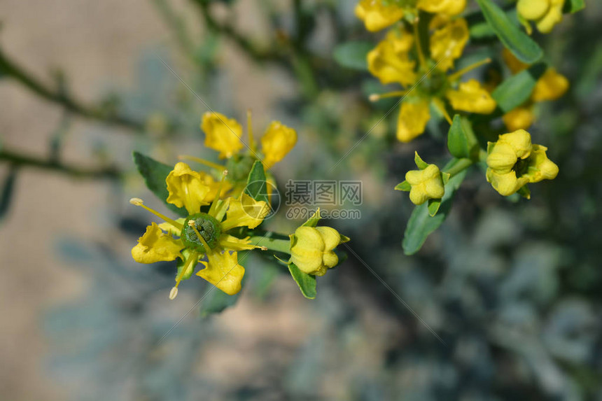 普通ruue拉丁名Rutagra高清图片下载-正版图片506059431-摄图网