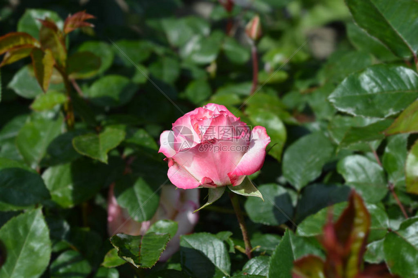 RoseLaMinuette拉丁名RosaMi高清图片下载-正版图片506064812-摄图网