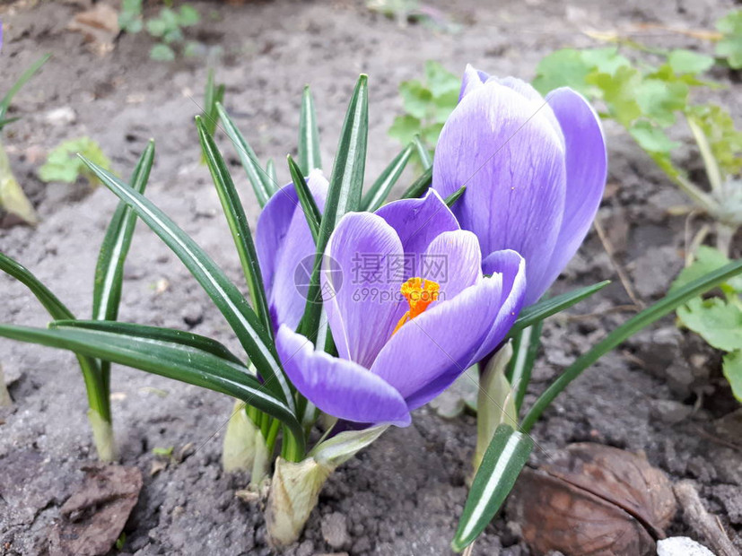 美丽的花朵在风景的背景下高清图片下载-正版图片506071601-摄图网