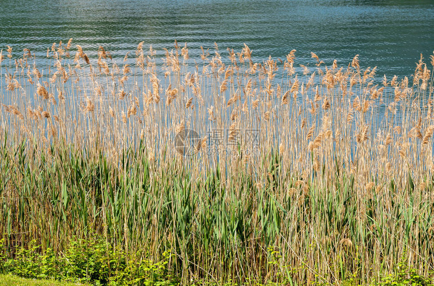 普通的Reed高清图片下载-正版图片506072685-摄图网