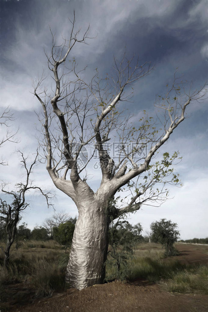 Boab树是澳大利亚金伯利西北地区熟悉的景象高清图片下载-正版图片506075133-摄图网