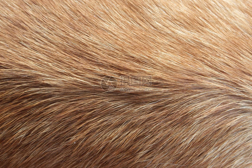 毛发动物颜色高清图片下载-正版图片506079215-摄图网