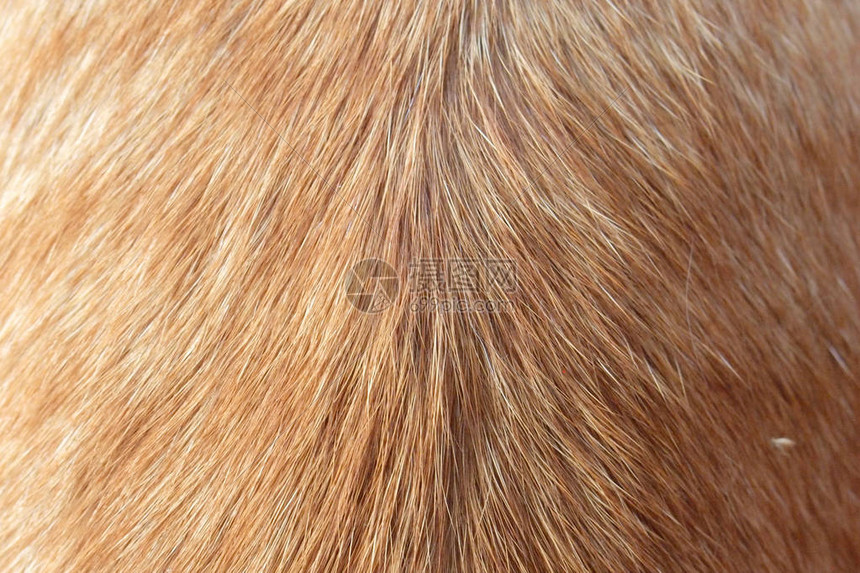 毛发动物颜色高清图片下载-正版图片506079241-摄图网
