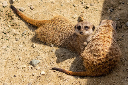 中亚牧羊犬正守卫着这片领土保护着即将到来高清图片下载-正版图片506043768-摄图网