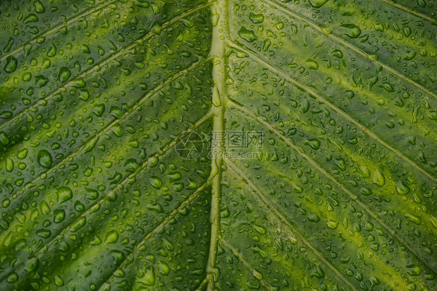 亚罗莫特岛的阿洛卡高清图片下载-正版图片506084235-摄图网