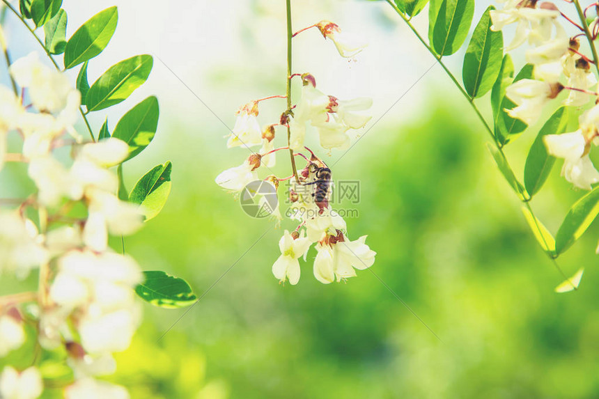 花园里有花生的acacia树有选择高清图片下载-正版图片506091585-摄图网