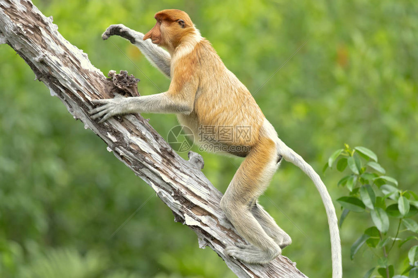 是一种红褐色的旧大陆树栖猴高清图片下载-正版图片506093280-摄图网