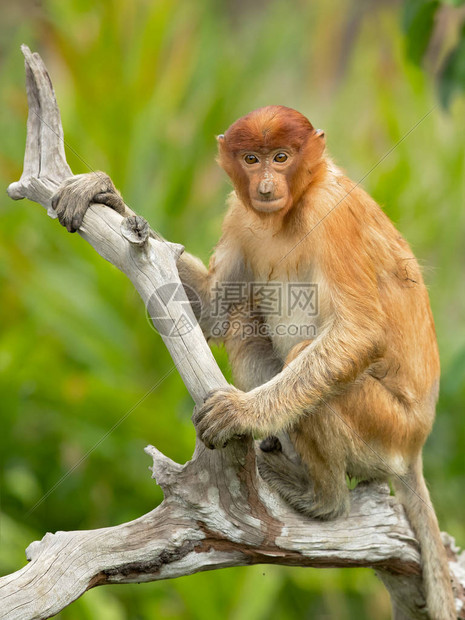 是一种红褐色的旧大陆树栖猴高清图片下载-正版图片506093281-摄图网