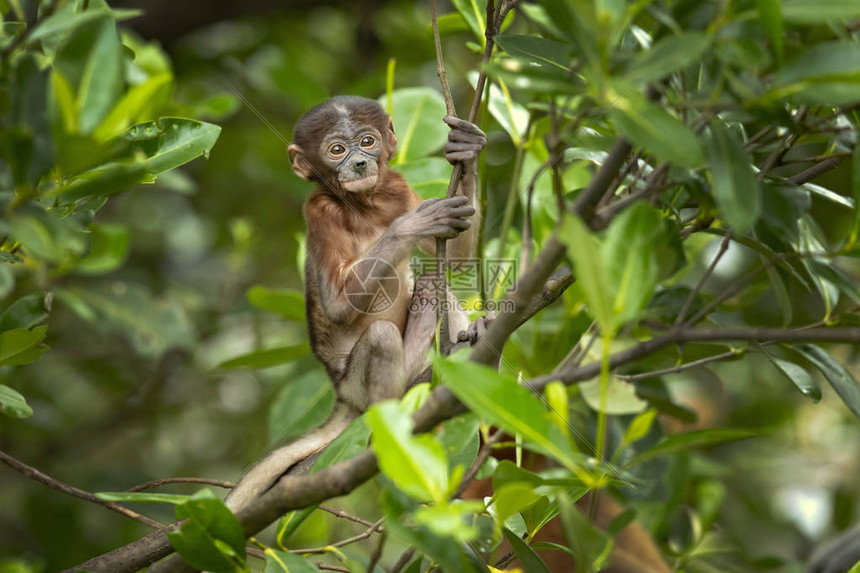 是一种红褐色的旧大陆树栖猴高清图片下载-正版图片506093301-摄图网