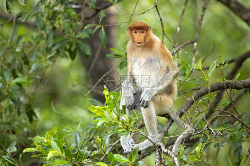 是一种红褐色的旧大陆树栖猴高清图片下载-正版图片506093316-摄图网