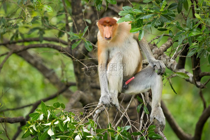是一种红褐色的旧大陆树栖猴高清图片下载-正版图片506093318-摄图网
