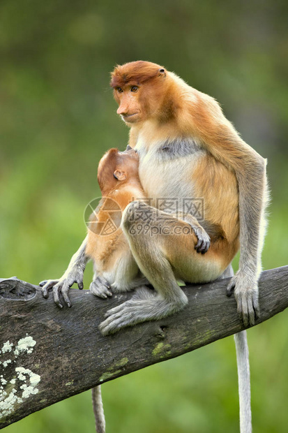 是一种红褐色的旧大陆树栖猴高清图片下载-正版图片506093325-摄图网