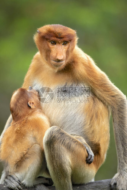 是一种红褐色的旧大陆树栖猴高清图片下载-正版图片506093326-摄图网