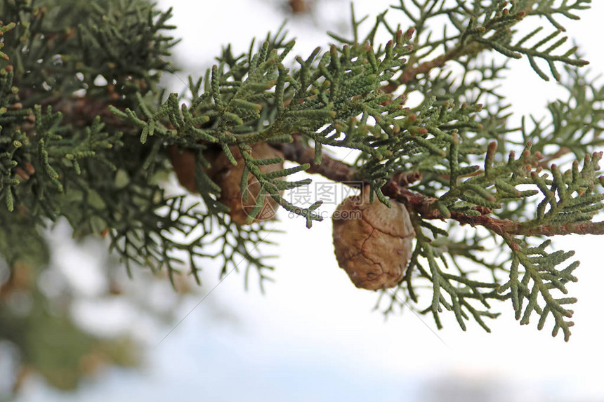 带有种子锥的Cypress高清图片下载-正版图片506094617-摄图网