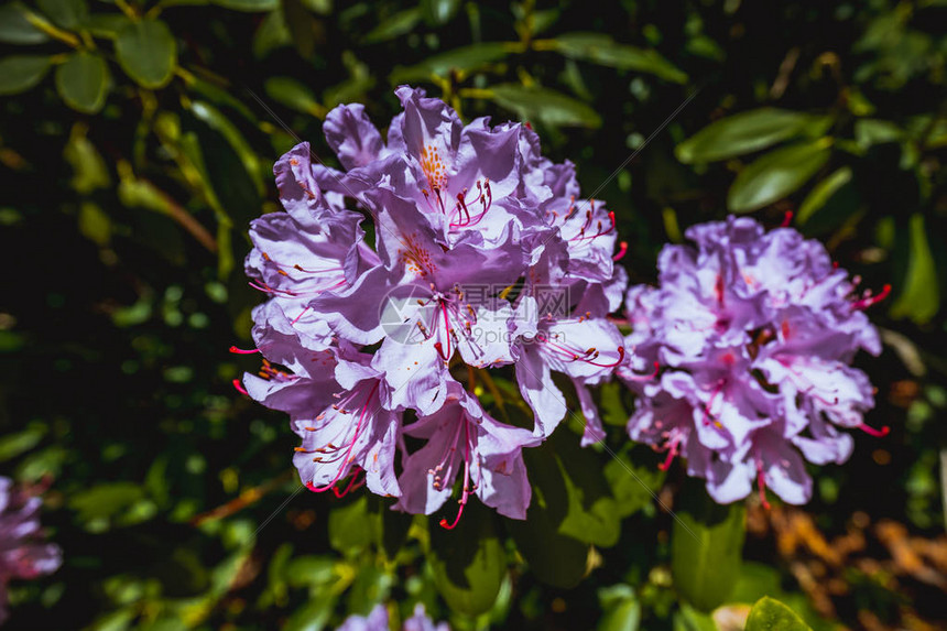 在德国克罗姆劳著名的rhododendron公高清图片下载-正版图片506096658-摄图网