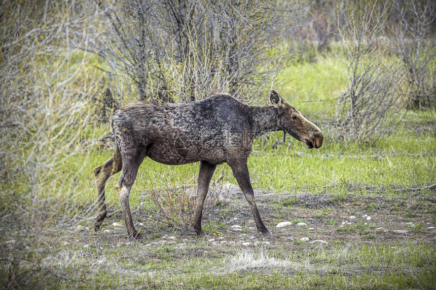 大特顿地区Wyoming的Moose附近GrosVentre地区的高清图片下载-正版图片506098454-摄图网