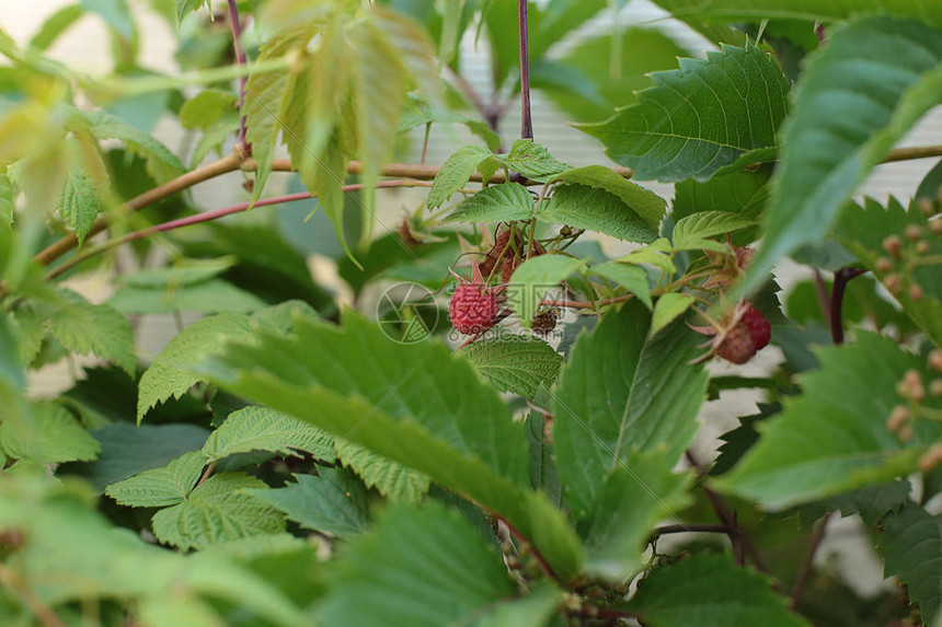 树绿叶上草莓果和成熟多高清图片下载-正版图片506123067-摄图网