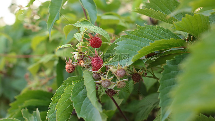 树绿叶上草莓果和成熟多高清图片下载-正版图片506123071-摄图网