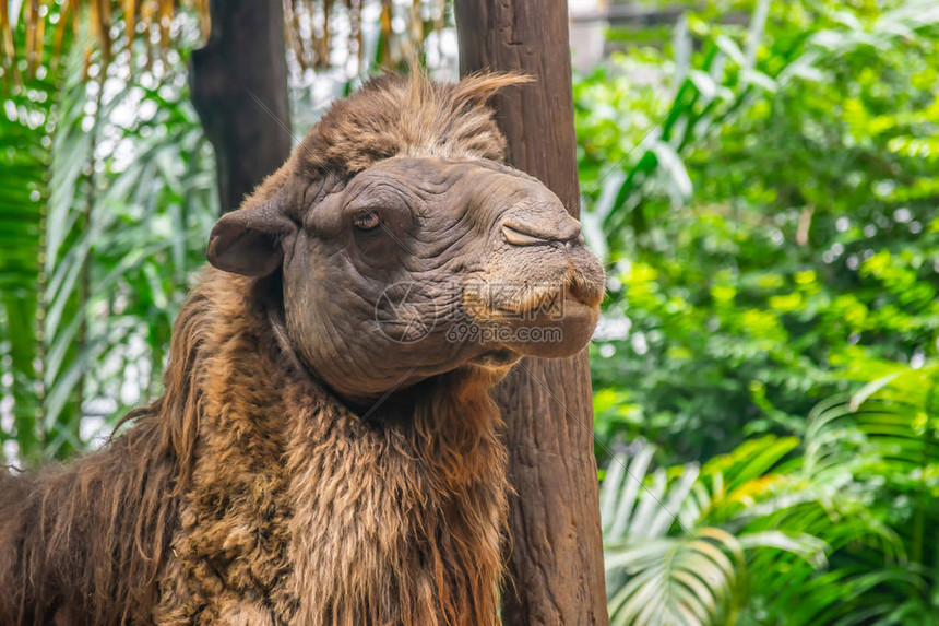 Bactrian骆高清图片下载-正版图片506128350-摄图网