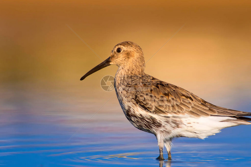 卡利德里斯ferr高清图片下载-正版图片506139537-摄图网