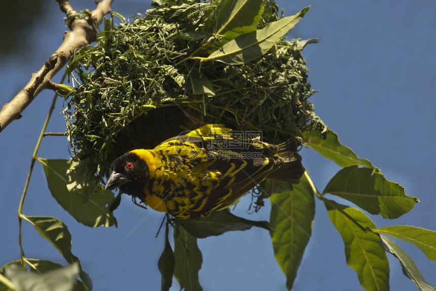 村威佛Cucul高清图片下载-正版图片506146152-摄图网