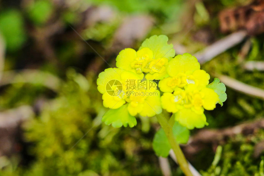 白芥末sinapi高清图片下载-正版图片506147902-摄图网