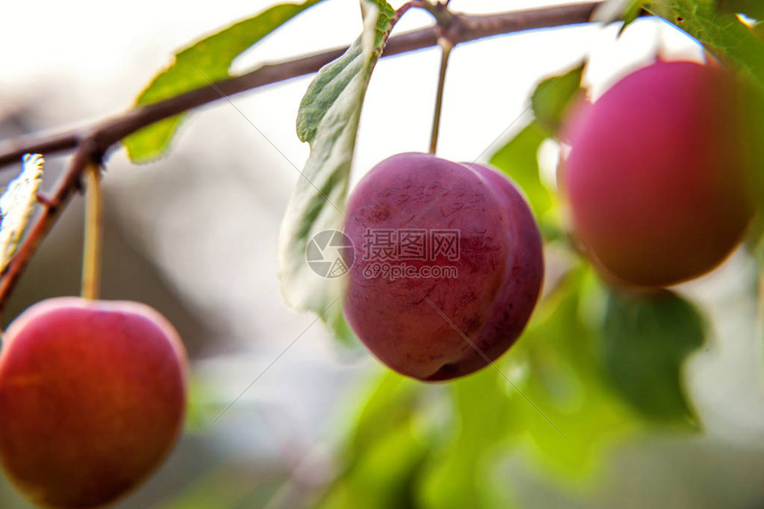 完美的红李子生长在有机李子园的树上乡村风格花园的秋景健康食品素食婴儿节食概念当地花园高清图片下载-正版图片506148914-摄图网