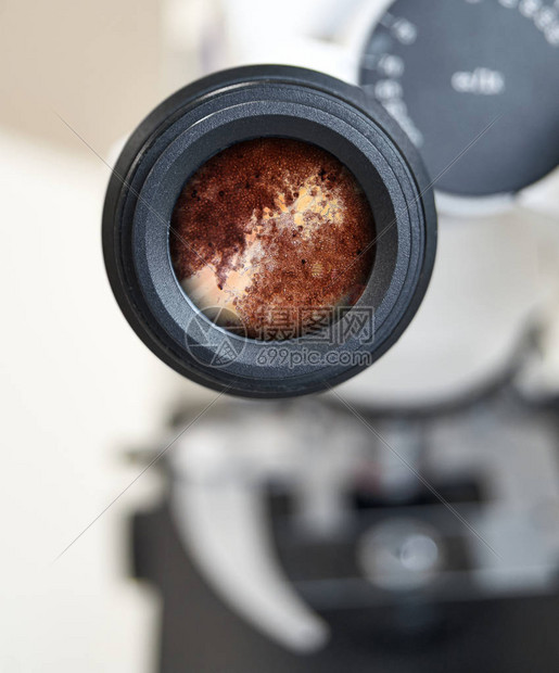 有氧真菌显微镜视图Aspergillusniger选择高清图片下载-正版图片506158759-摄图网