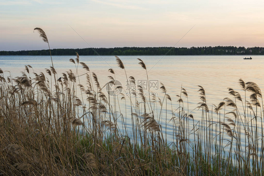 湖上的日落前景是芦苇和草高清图片下载-正版图片506158926-摄图网