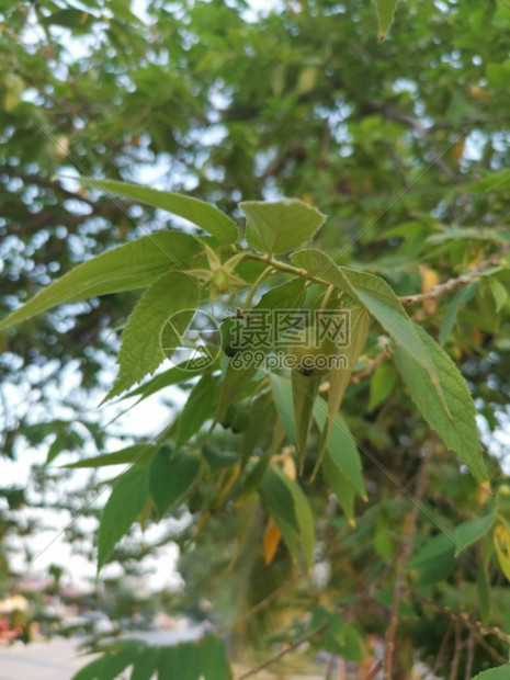 亚洲草莓树卡高清图片下载-正版图片506171783-摄图网