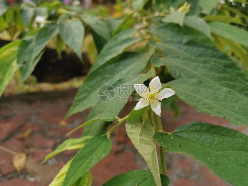 亚洲草莓树卡高清图片下载-正版图片506171787-摄图网