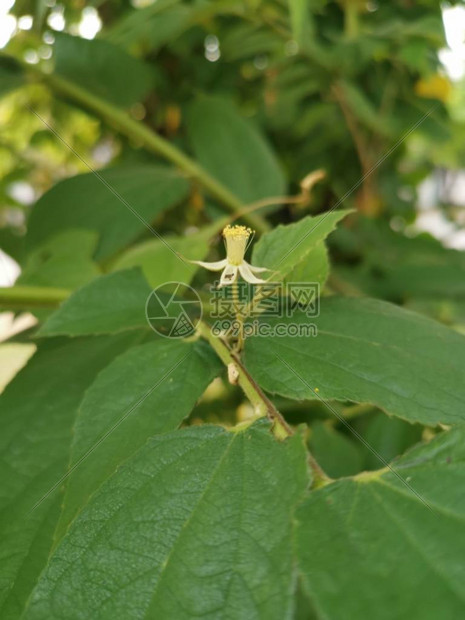 亚洲草莓树卡高清图片下载-正版图片506171788-摄图网