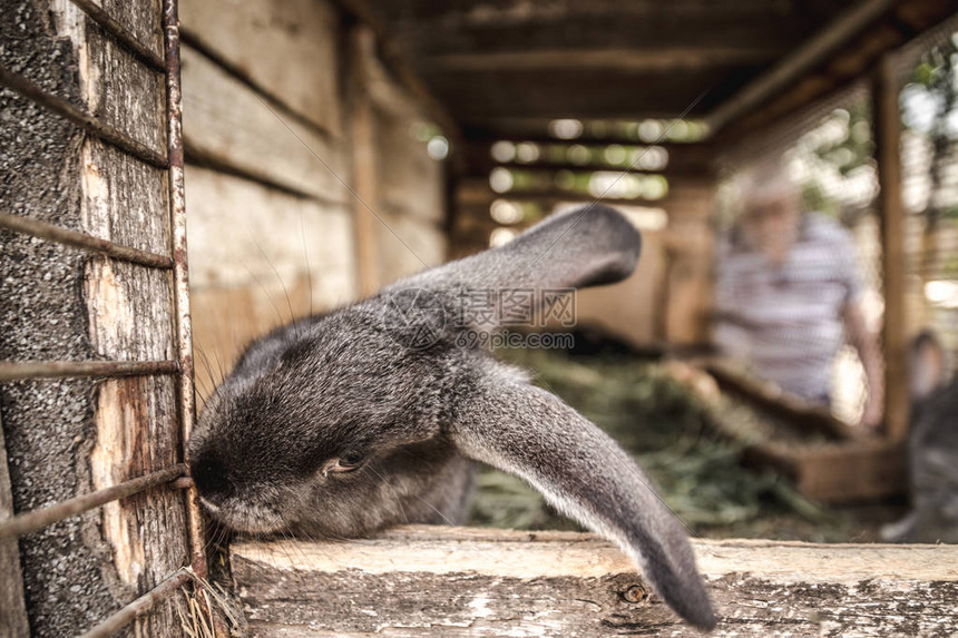 在农场的笼子里有很多兔子高清图片下载-正版图片506177019-摄图网