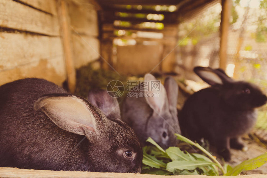 在农场的笼子里有很多兔子高清图片下载-正版图片506177020-摄图网