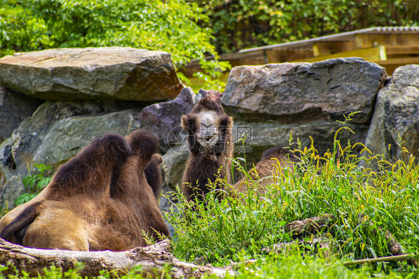 Bactrian骆驼在绿草高清图片下载-正版图片506182841-摄图网
