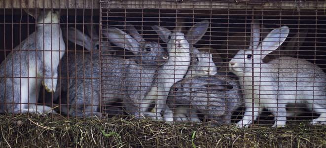 在农场的笼子里有很多兔子高清图片下载-正版图片506177020-摄图网