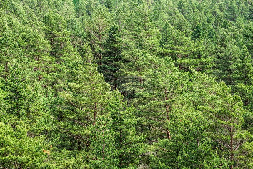 松树林爱沙尼亚Hiuma高清图片下载-正版图片506201193-摄图网