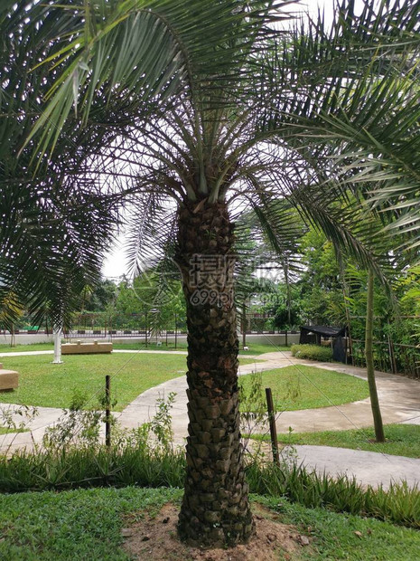 公园里生长的凤凰树高清图片下载-正版图片506208662-摄图网